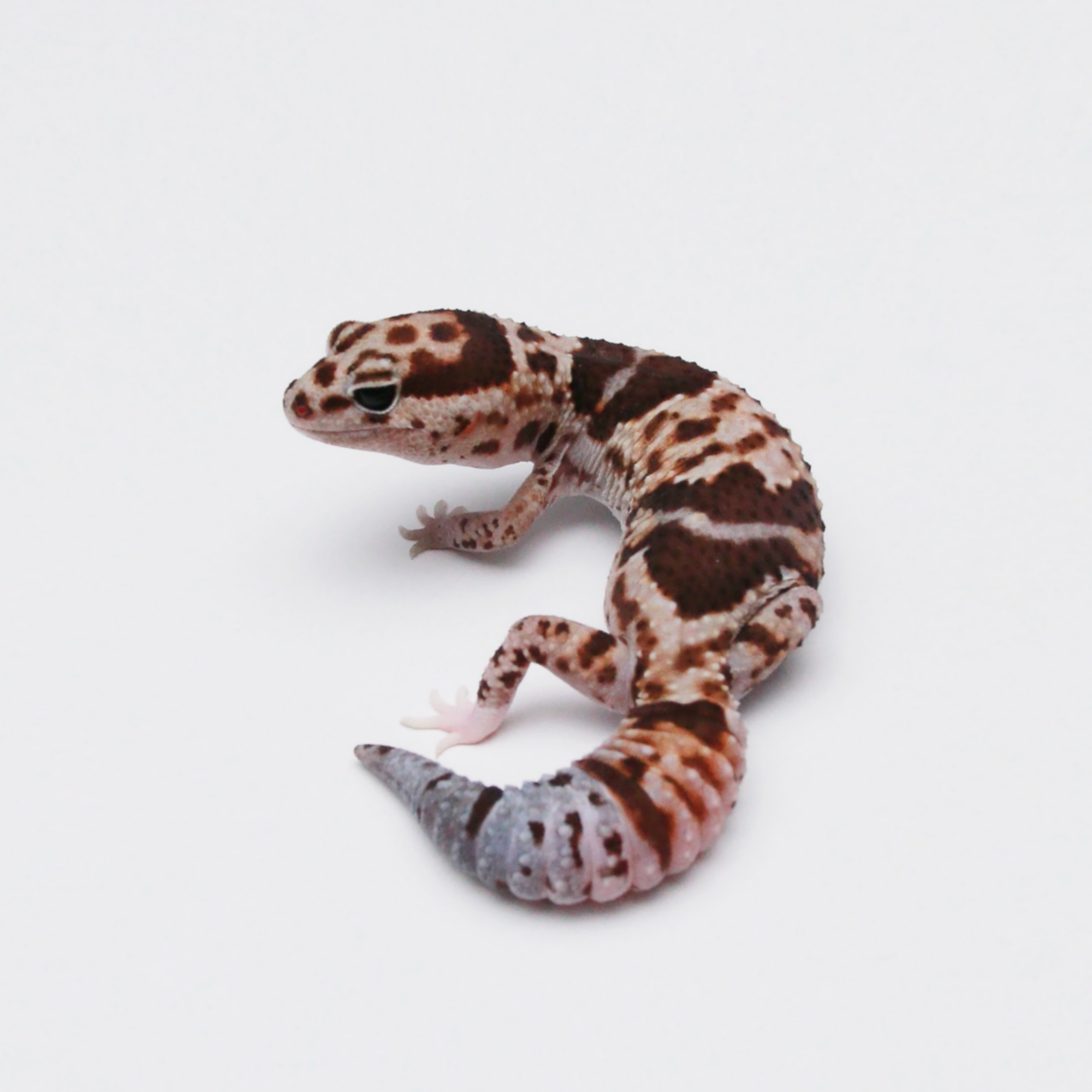 [CT166] Whiteout (Het LAKBINO) - USSI_OSAKA