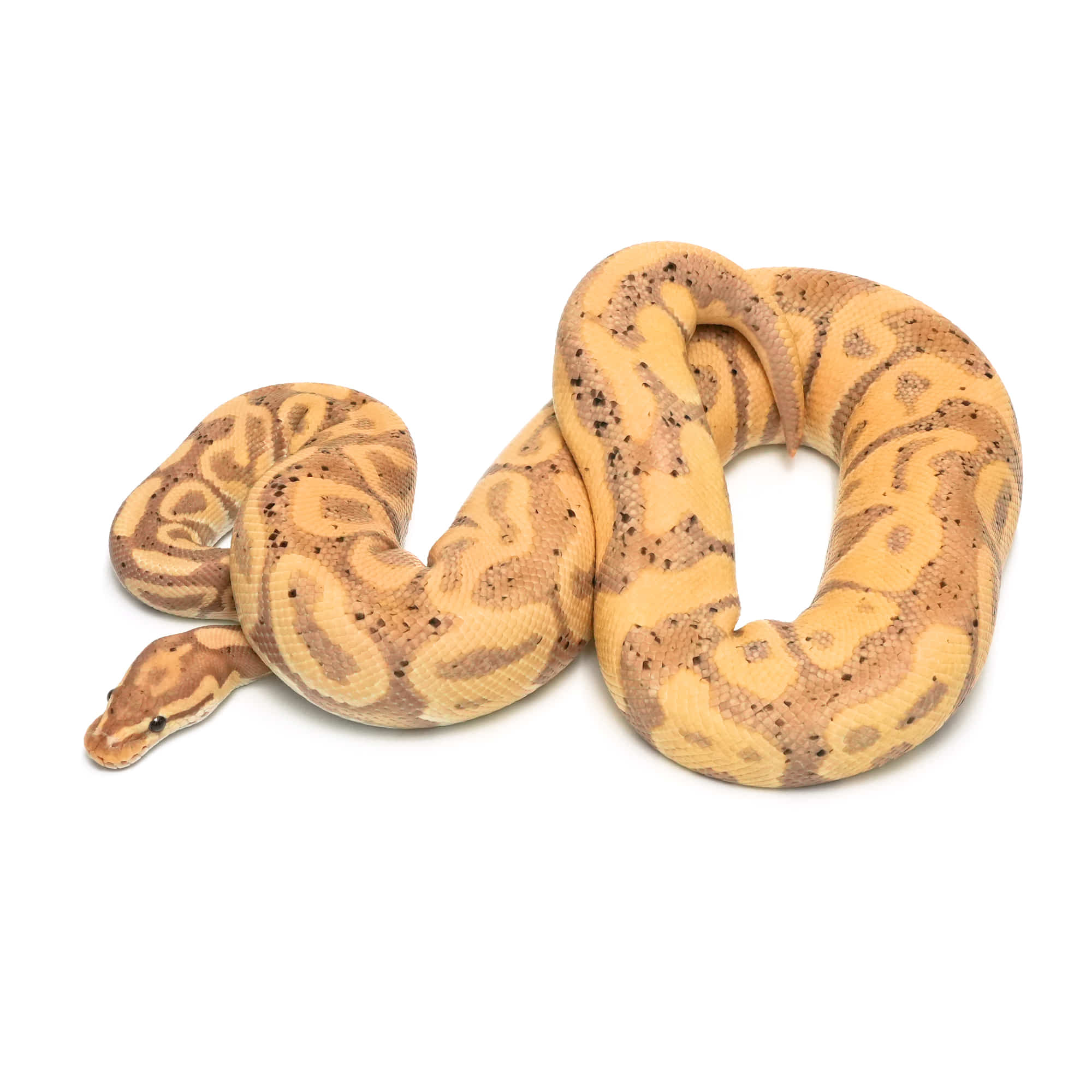 [F1624] Banana Leopard Het Clown - USSI_OSAKA