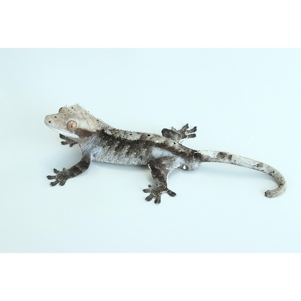 [SF642] Cappuccino - USSI_OSAKA