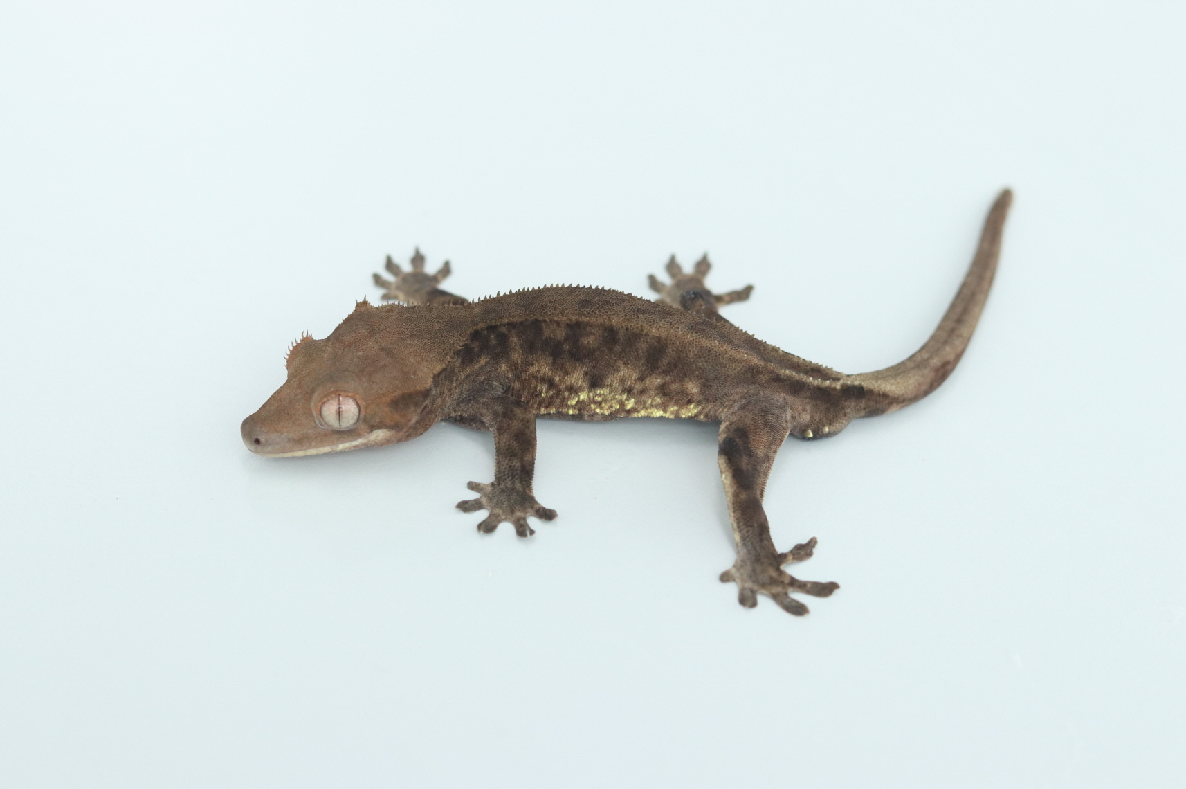 [SF711] Frappuccino - USSI_OSAKA