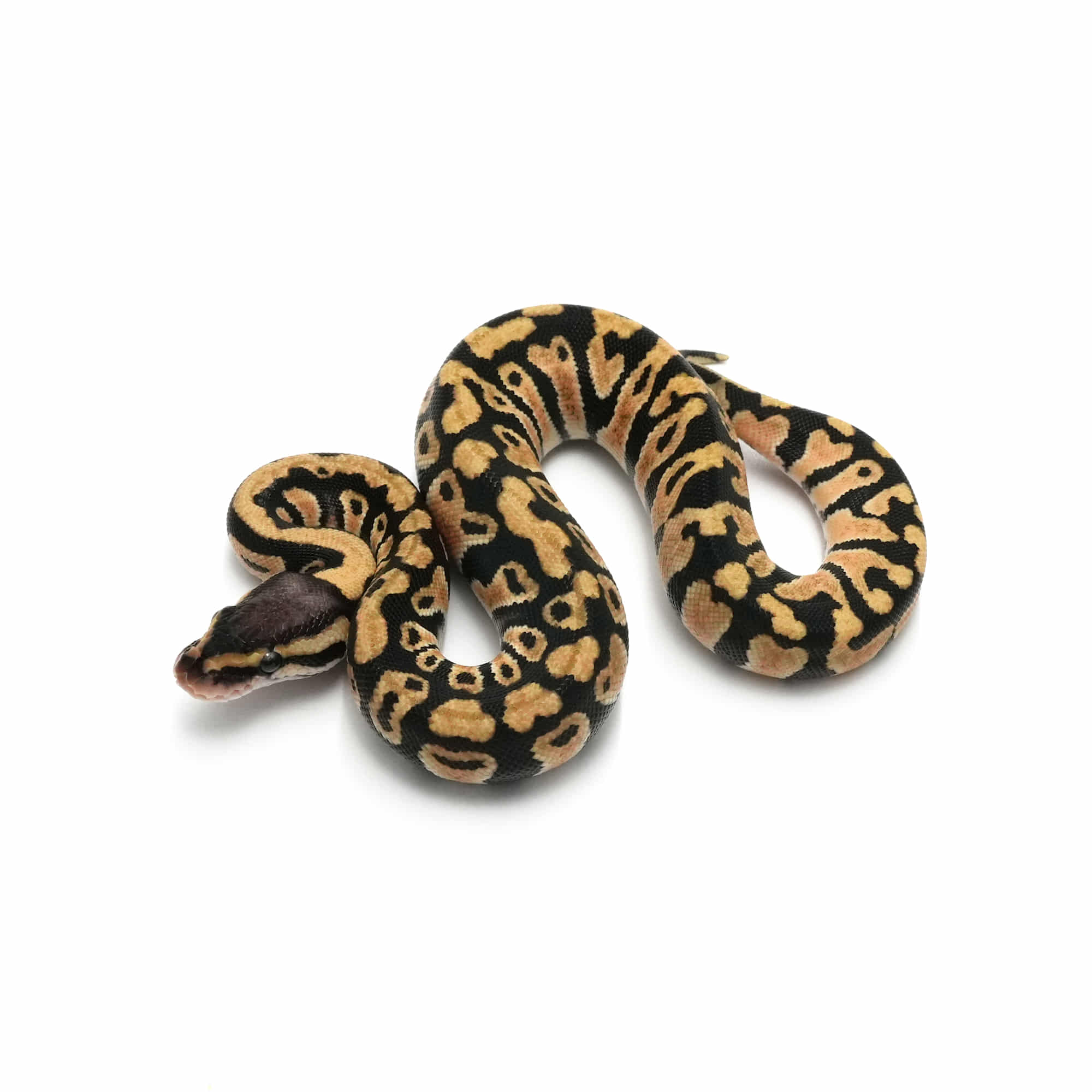 [F1847] Pastel TH Axanthic(Black&TSK) DG Clown (Dinker Clutch) - USSI_OSAKA