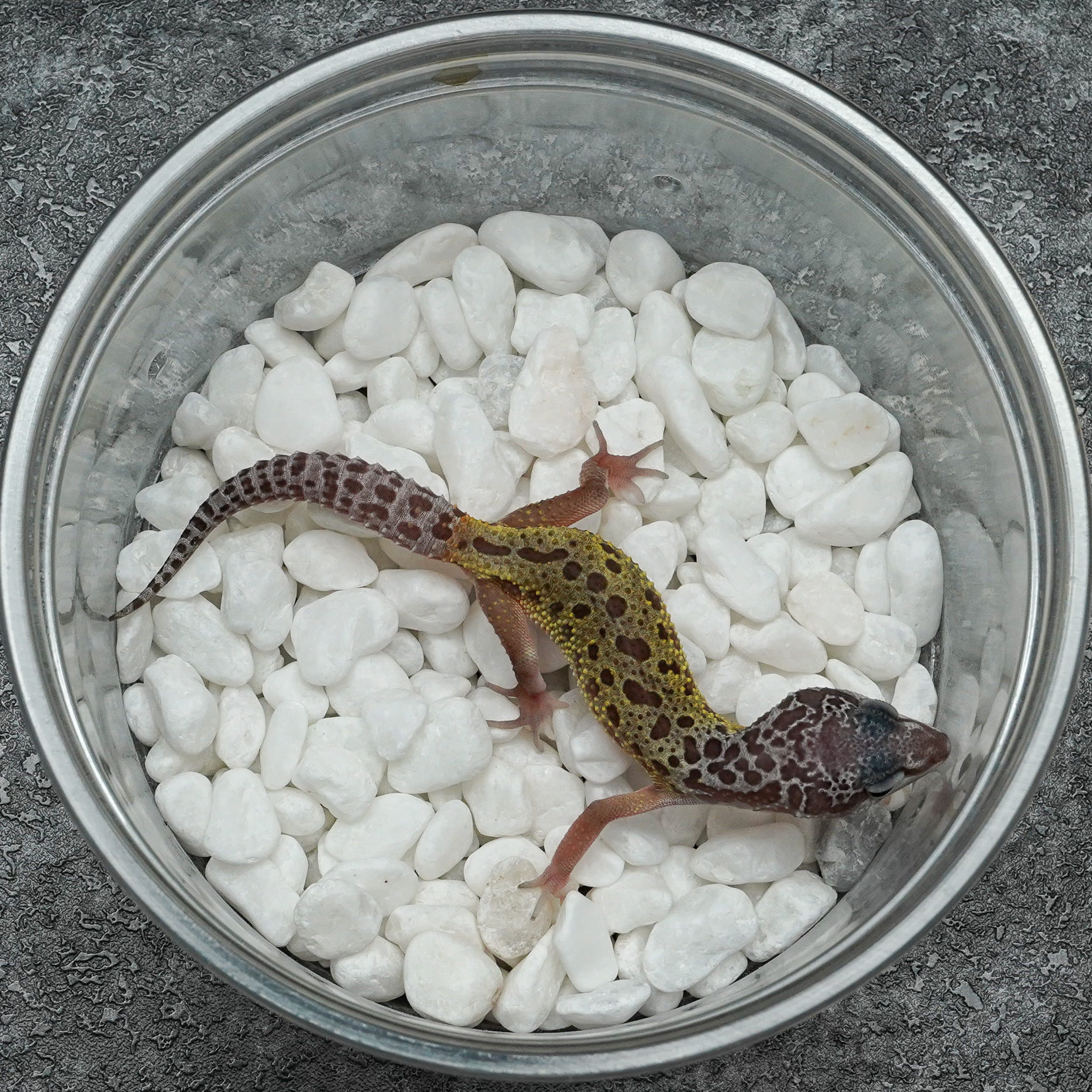 取り寄せリスト - メラニスティック - USSI_OSAKA