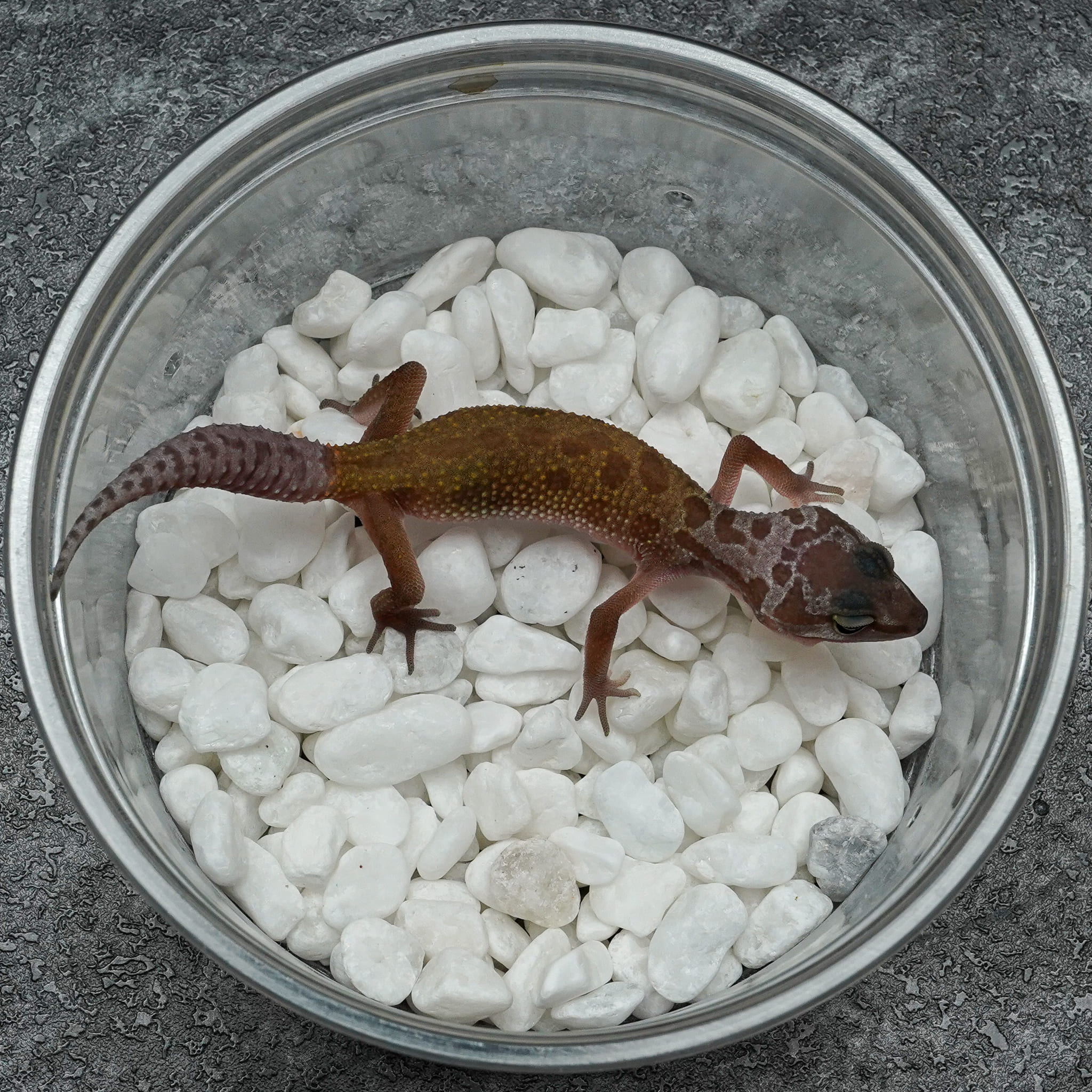 取り寄せリスト - メラニスティック - USSI_OSAKA