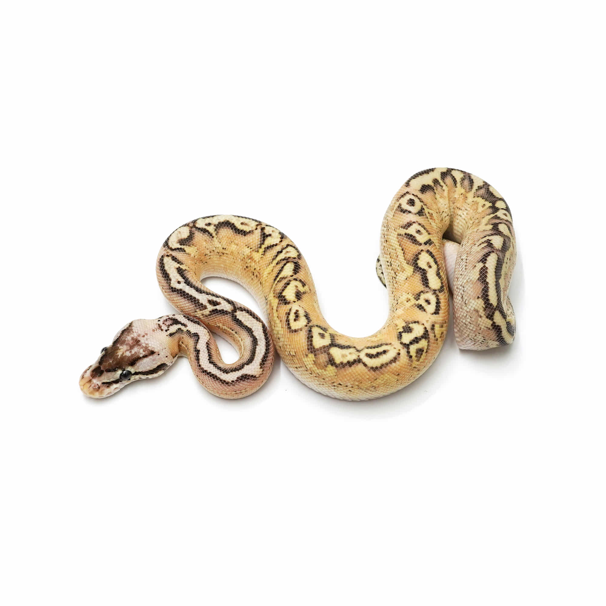 店頭リスト - ボールパイソン - USSI_OSAKA