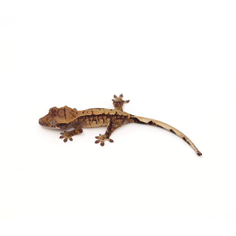 [SF499] Normal - USSI_OSAKA