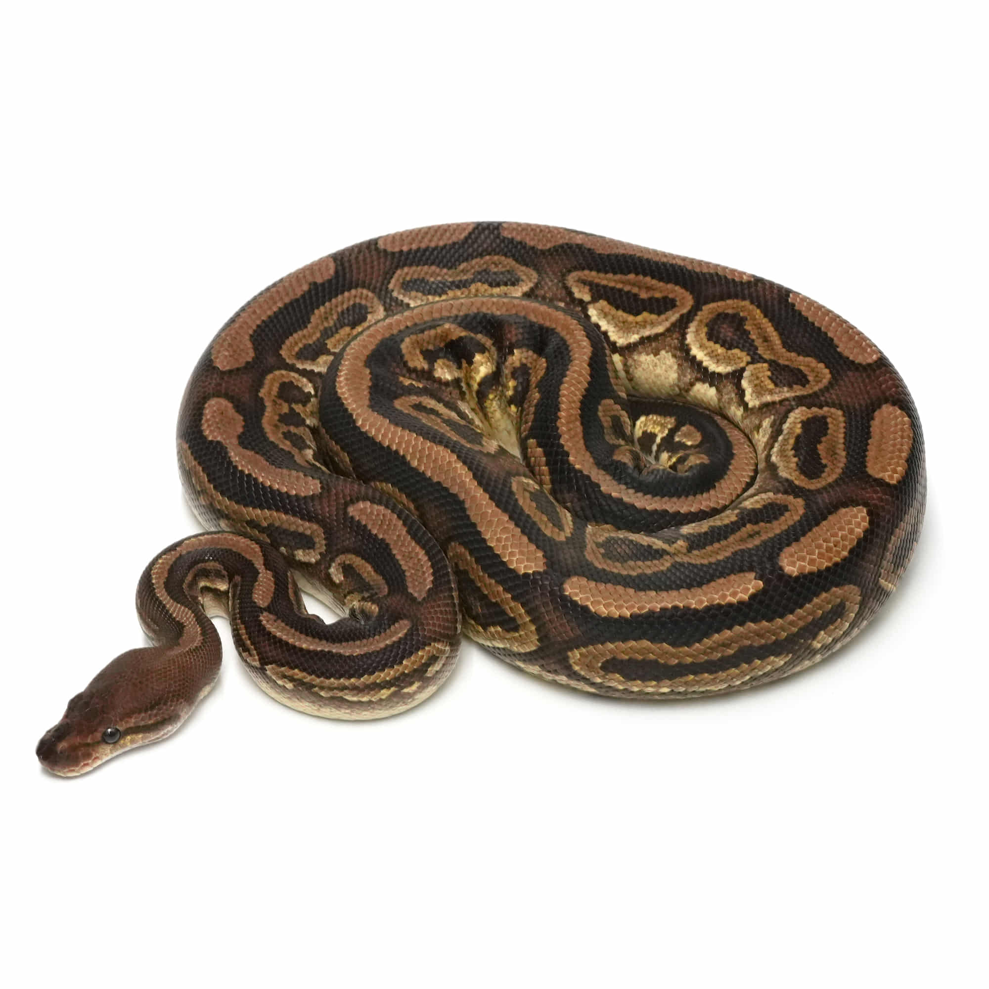 [F2147] Cinnamon Pixel Het Clown - USSI_OSAKA