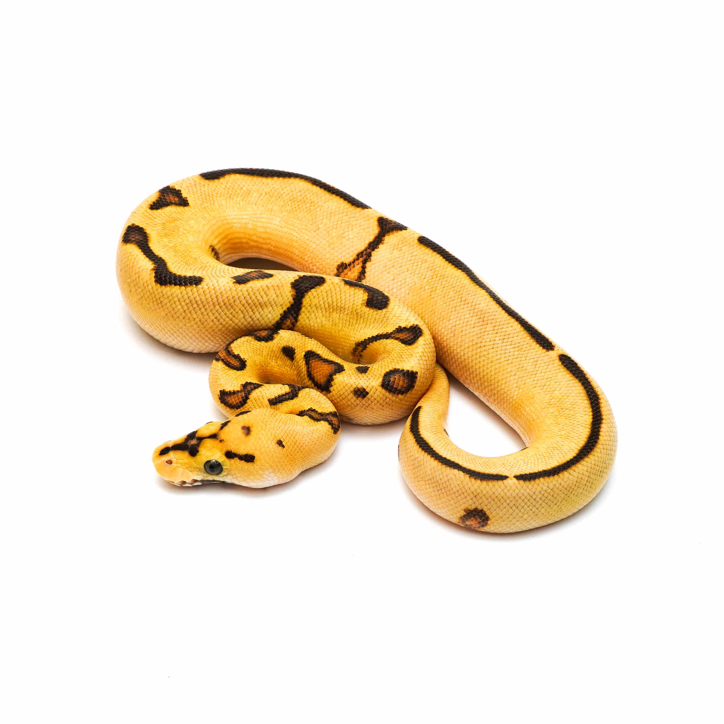 [FIB022] Fire Enchi Spotnose Clown - USSI_OSAKA