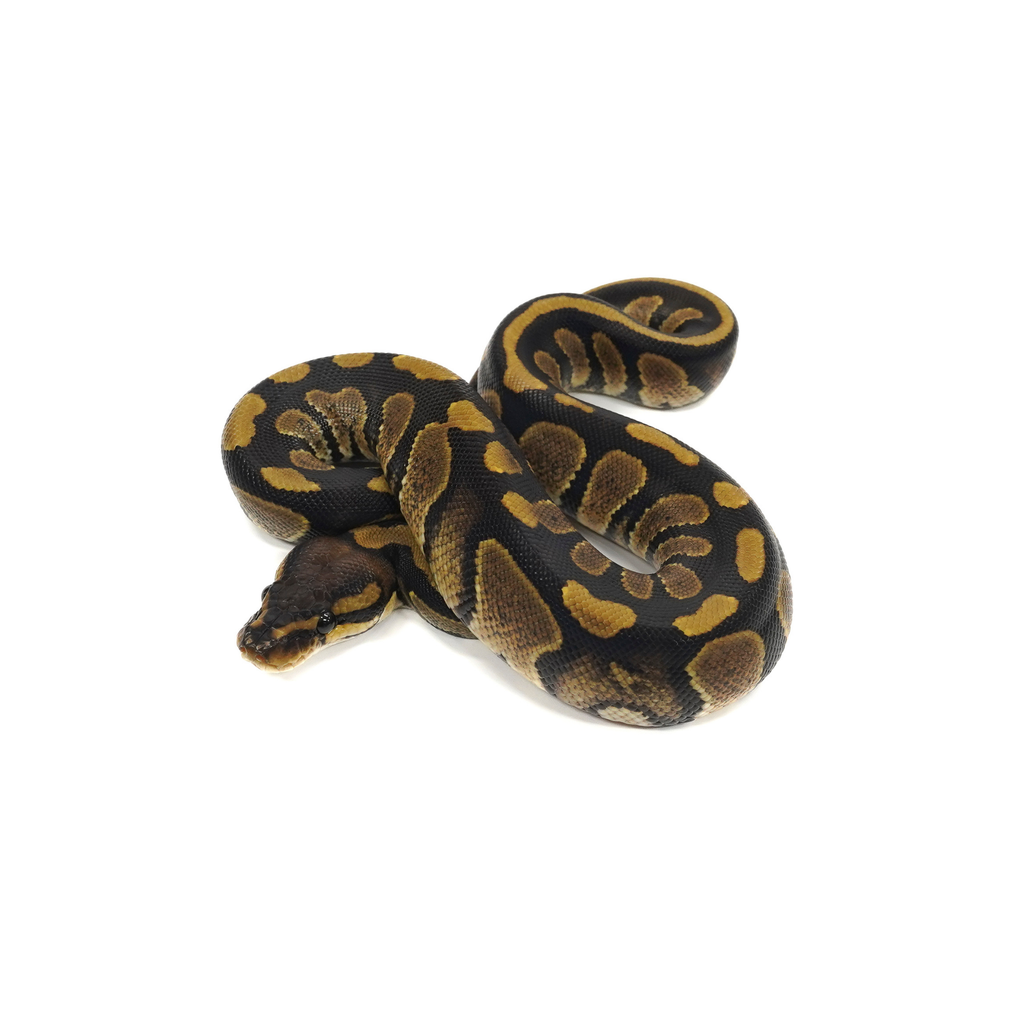 [S2427] Chocolate DH DG Hypo - USSI_OSAKA