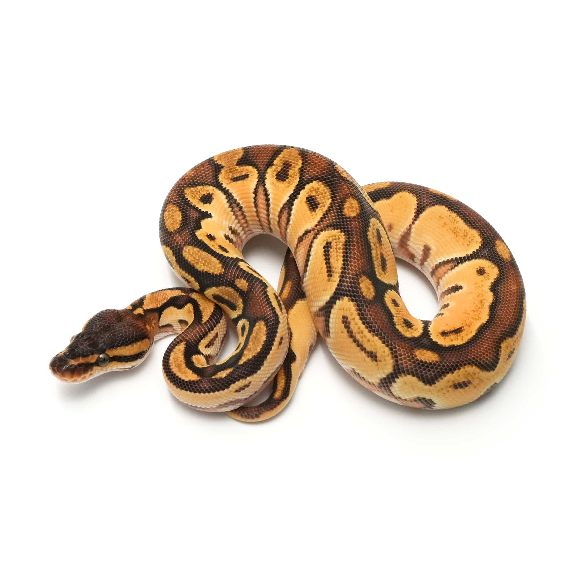 [F3000] Bongo Enchi OD Het Clown 50%Hypo - USSI_OSAKA